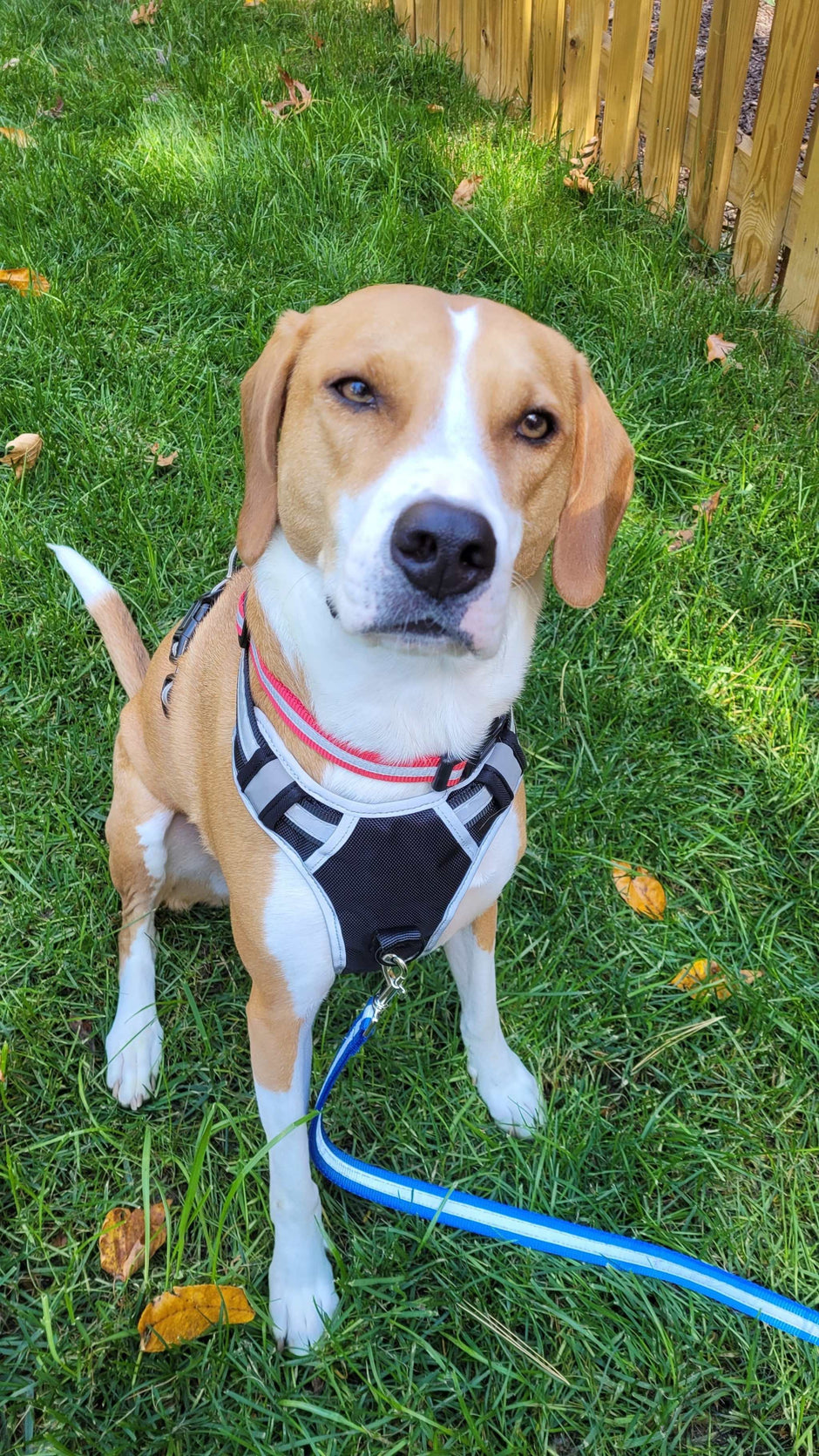 Pet Supplies Both Original and Imported – Da Boon