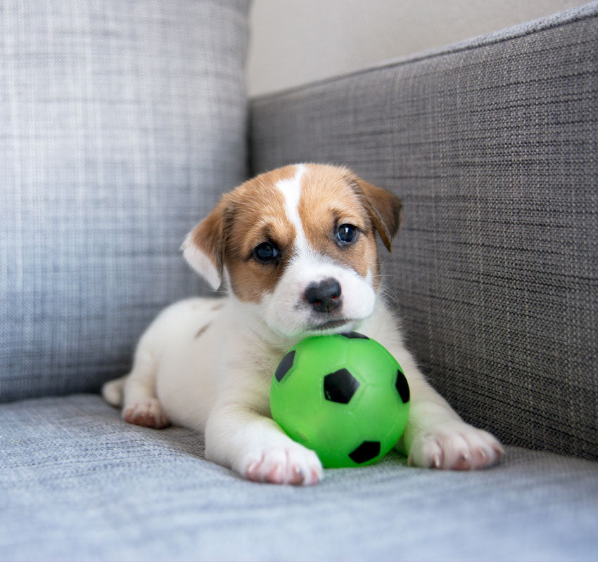 Double-Sided Reflective Dog Leashes – Da Boon